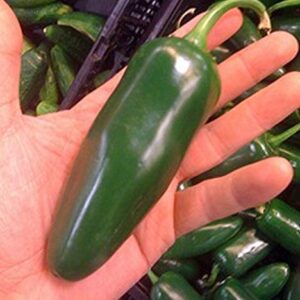 Giant Jalapeno Pepper Seeds Huge PODS Great Stuffers MILD (25 Seeds)