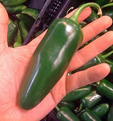 Giant Jalapeno Pepper Seeds Huge PODS Great Stuffers MILD (25 Seeds)