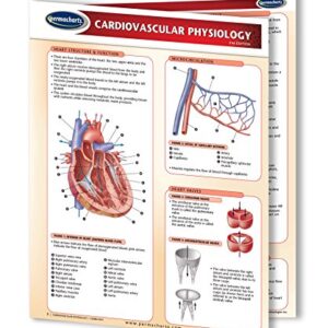 Cardiovascular Physiology - Biology - Medical Quick Reference Guide by Permacharts