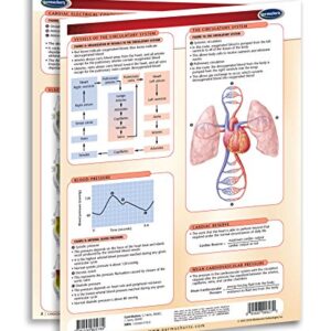 Cardiovascular Physiology - Biology - Medical Quick Reference Guide by Permacharts