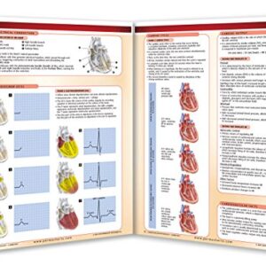 Cardiovascular Physiology - Biology - Medical Quick Reference Guide by Permacharts