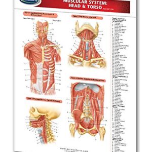 Muscular System Guide: Head & Torso - Medical Quick Reference Guide by Permacharts