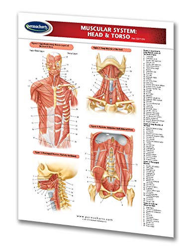 Muscular System Guide: Head & Torso - Medical Quick Reference Guide by Permacharts