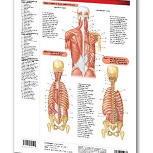 Muscular System Guide: Head & Torso - Medical Quick Reference Guide by Permacharts