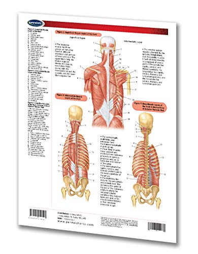 Muscular System Guide: Head & Torso - Medical Quick Reference Guide by Permacharts