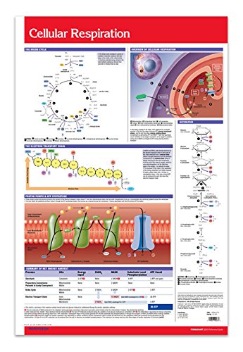 Cellular Respiration Chart Guide - 24" x 36" Laminated Wall Poster - Biology Quick Reference Chart