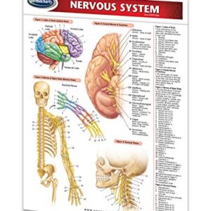 Nervous System Guide - 8.5" x 11" Laminated Medical Quick Reference Guide by Permacharts