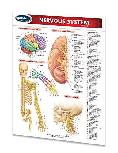 Nervous System Guide - 8.5" x 11" Laminated Medical Quick Reference Guide by Permacharts