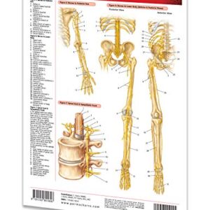 Nervous System Guide - 8.5" x 11" Laminated Medical Quick Reference Guide by Permacharts