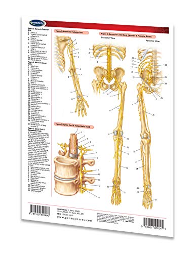 Nervous System Guide - 8.5" x 11" Laminated Medical Quick Reference Guide by Permacharts