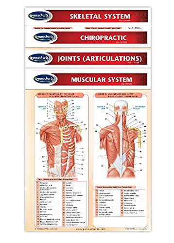 Chiropractic Medicine Guides - 4 Chart Bundle - Medical Quick Reference Guides by Permacharts