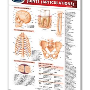 Chiropractic Medicine Guides - 4 Chart Bundle - Medical Quick Reference Guides by Permacharts