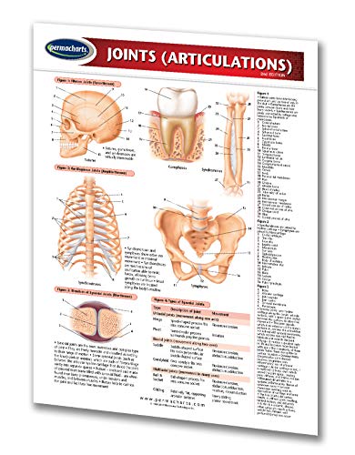 Chiropractic Medicine Guides - 4 Chart Bundle - Medical Quick Reference Guides by Permacharts