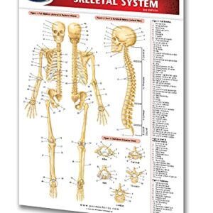 Chiropractic Medicine Guides - 4 Chart Bundle - Medical Quick Reference Guides by Permacharts