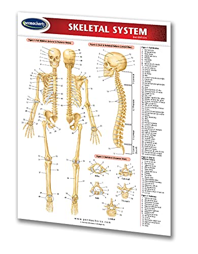 Chiropractic Medicine Guides - 4 Chart Bundle - Medical Quick Reference Guides by Permacharts