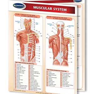 Chiropractic Medicine Guides - 4 Chart Bundle - Medical Quick Reference Guides by Permacharts