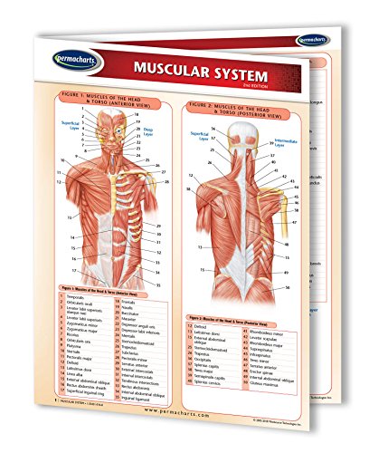 Chiropractic Medicine Guides - 4 Chart Bundle - Medical Quick Reference Guides by Permacharts