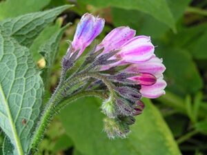 bocking 14 russian comfrey (symphytum x uplandicum) - (12+) live root cuttings | by marsh creek farmstead