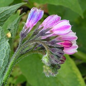 Bocking 14 Russian Comfrey (Symphytum x uplandicum) - (12+) Live Root Cuttings | by Marsh Creek Farmstead