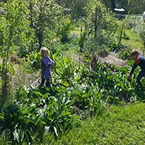 Bocking 14 Russian Comfrey (Symphytum x uplandicum) - (12+) Live Root Cuttings | by Marsh Creek Farmstead