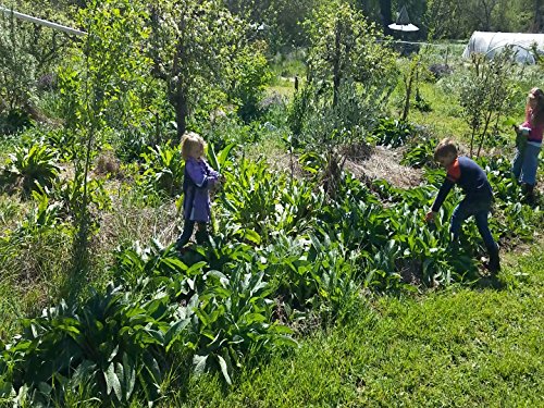 Bocking 14 Russian Comfrey (Symphytum x uplandicum) - (12+) Live Root Cuttings | by Marsh Creek Farmstead