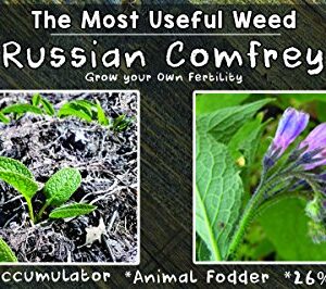 Bocking 14 Russian Comfrey (Symphytum x uplandicum) - (12+) Live Root Cuttings | by Marsh Creek Farmstead