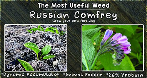 Bocking 14 Russian Comfrey (Symphytum x uplandicum) - (12+) Live Root Cuttings | by Marsh Creek Farmstead