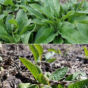 Bocking 14 Russian Comfrey (Symphytum x uplandicum) - (12+) Live Root Cuttings | by Marsh Creek Farmstead