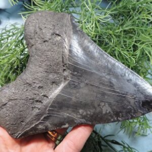 Massive 5 1/4'' Megalodon Tooth. Impressive!!