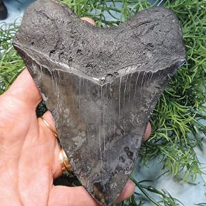 Massive 5 1/4'' Megalodon Tooth. Impressive!!