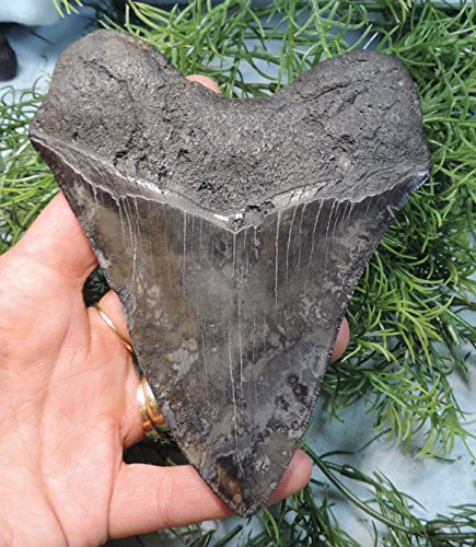 Massive 5 1/4'' Megalodon Tooth. Impressive!!