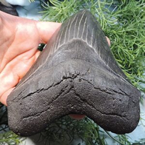 Massive 5 1/4'' Megalodon Tooth. Impressive!!