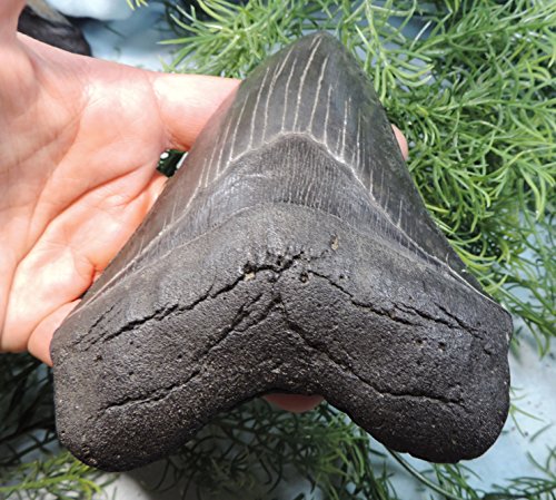 Massive 5 1/4'' Megalodon Tooth. Impressive!!