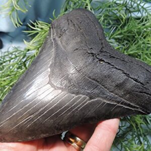 Massive 5 1/4'' Megalodon Tooth. Impressive!!