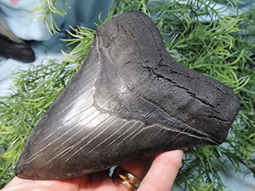 Massive 5 1/4'' Megalodon Tooth. Impressive!!