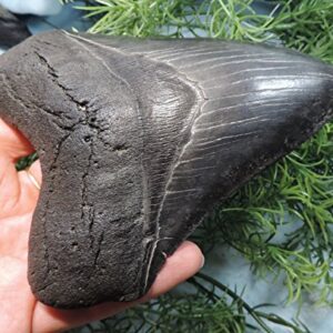 Massive 5 1/4'' Megalodon Tooth. Impressive!!