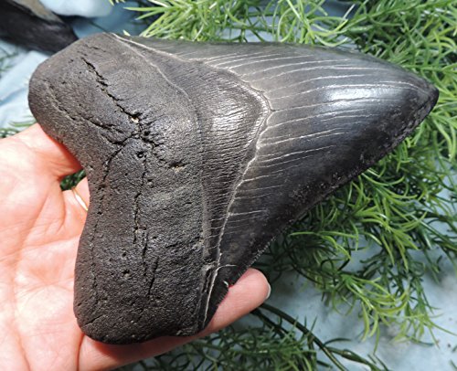 Massive 5 1/4'' Megalodon Tooth. Impressive!!