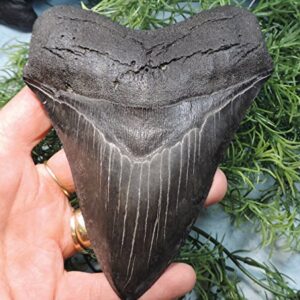 Massive 5 1/4'' Megalodon Tooth. Impressive!!