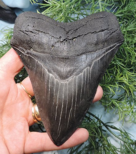 Massive 5 1/4'' Megalodon Tooth. Impressive!!