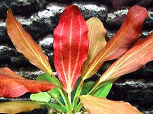 Red and Purple Plants Bundle - Red Flame Sword | Lobelia Cardinalis | Telanthera - Live Aquatic Plants