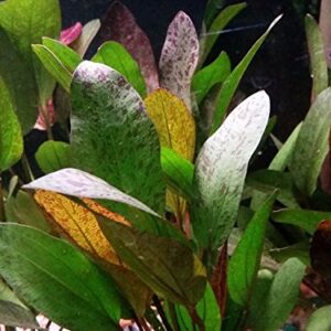 Red and Purple Plants Bundle - Red Flame Sword | Lobelia Cardinalis | Telanthera - Live Aquatic Plants