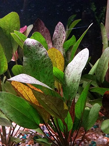 Red and Purple Plants Bundle - Red Flame Sword | Lobelia Cardinalis | Telanthera - Live Aquatic Plants