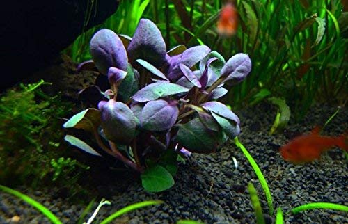 Red and Purple Plants Bundle - Red Flame Sword | Lobelia Cardinalis | Telanthera - Live Aquatic Plants