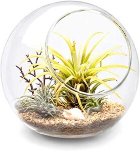 mkono plant terrarium display glass tabletop succulent air plant planter globe microlandschaft house, m