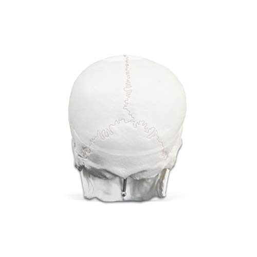 Vision Scientific VAL207-A Life-Size Human Skull – 3 Parts | Medical Grade, Features Joints, Sutures, Fissures, Joints, Foramina and Processes | Removable Skull Cap, Full Dentition | W Manual