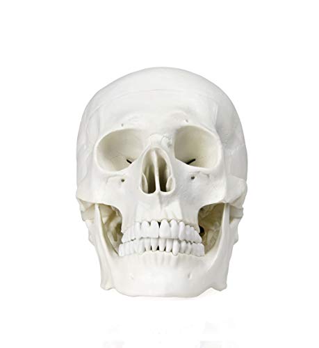 Vision Scientific VAL207-A Life-Size Human Skull – 3 Parts | Medical Grade, Features Joints, Sutures, Fissures, Joints, Foramina and Processes | Removable Skull Cap, Full Dentition | W Manual