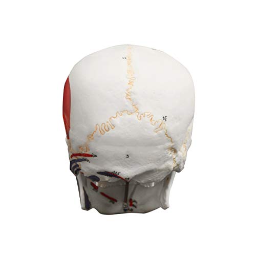 Vision Scientific VAL208 Human Skull with Markings, Muscle and Sutures | Muscle Origins (Painted red) and Insertion (Painted Blue) | Detailed Hand Numbering | Includes Detailed Product Manual