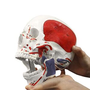 Vision Scientific VAL208 Human Skull with Markings, Muscle and Sutures | Muscle Origins (Painted red) and Insertion (Painted Blue) | Detailed Hand Numbering | Includes Detailed Product Manual