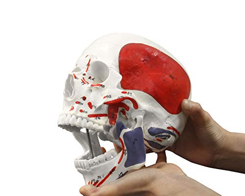 Vision Scientific VAL208 Human Skull with Markings, Muscle and Sutures | Muscle Origins (Painted red) and Insertion (Painted Blue) | Detailed Hand Numbering | Includes Detailed Product Manual