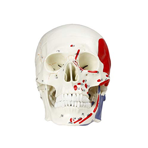 Vision Scientific VAL208 Human Skull with Markings, Muscle and Sutures | Muscle Origins (Painted red) and Insertion (Painted Blue) | Detailed Hand Numbering | Includes Detailed Product Manual